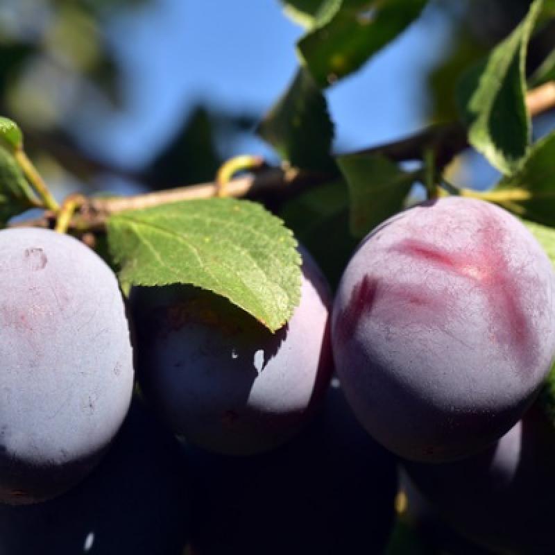 Earth Works - Plum Tree Gulf Rose 15G